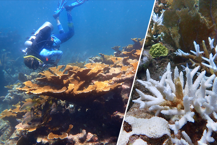 The future of coral restoration in the Florida Keys after unprecedented ...