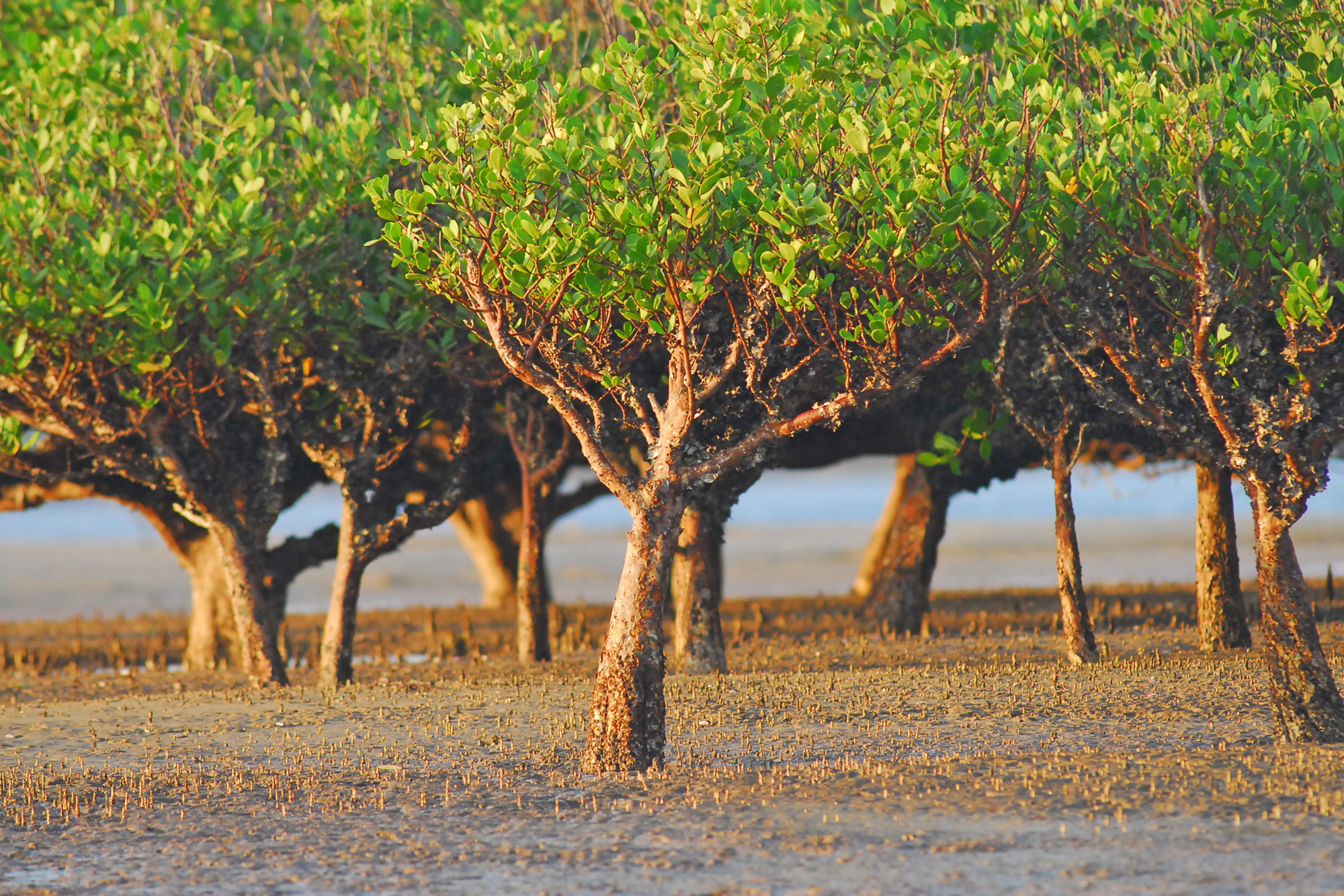 Images and Media: Kenya_mangrove_PeterProkosh.jpg | NOAA Climate.gov