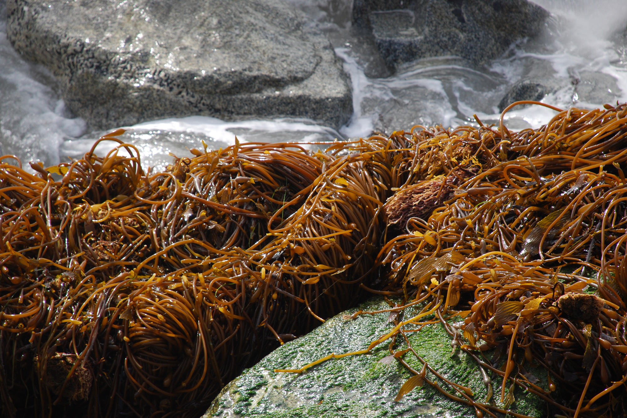 Images and Media: SantaCruz_kelp_5Oct2008_2000.jpg | NOAA Climate.gov