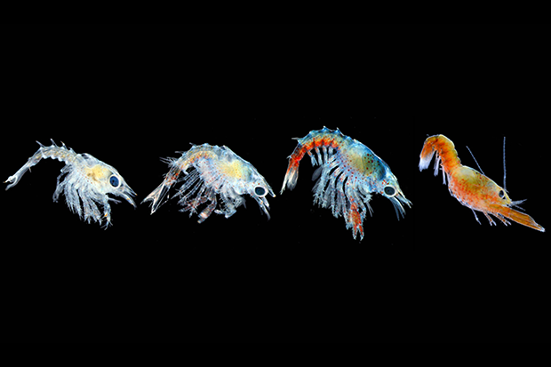 Climate & Lobsters | NOAA Climate.gov