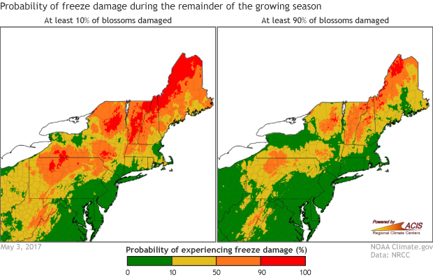In the Northeast, just one cold day can keep the apples away | NOAA ...