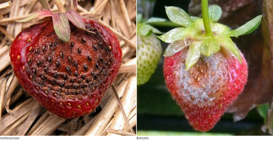 Strawberry growers reap profits with less spray, more science | NOAA ...